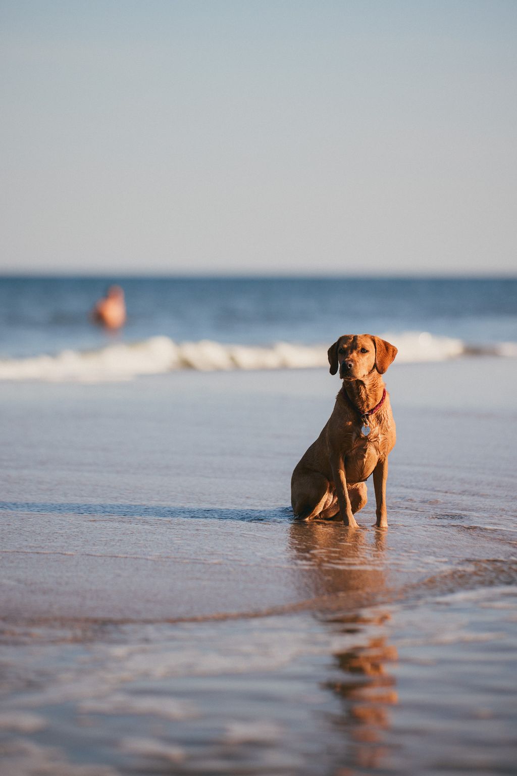 Urlaub mit Hund: Paradiesische Erlebnisse auf Sylt entdecken