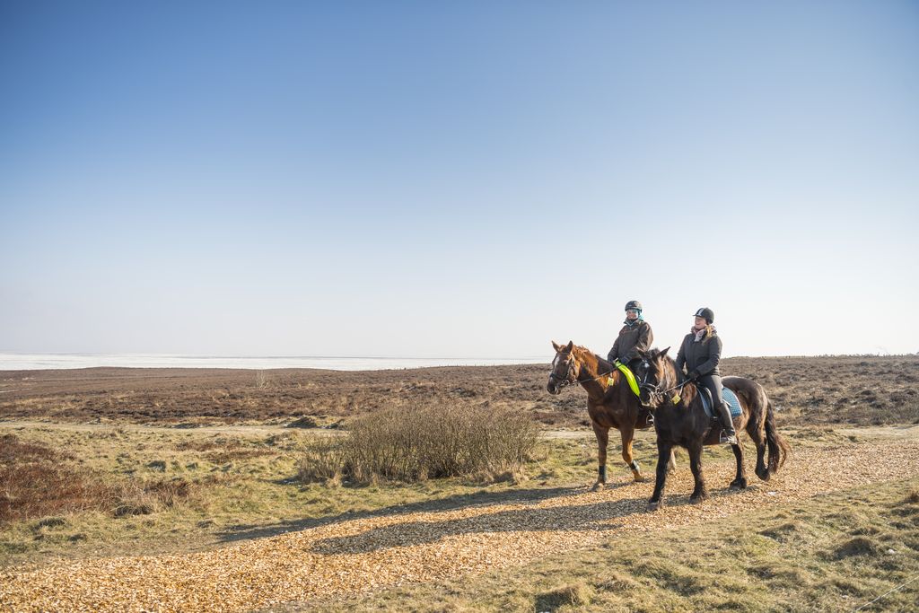 Reitmöglichkeiten auf Sylt: Traumziel für Pferdeliebhaber